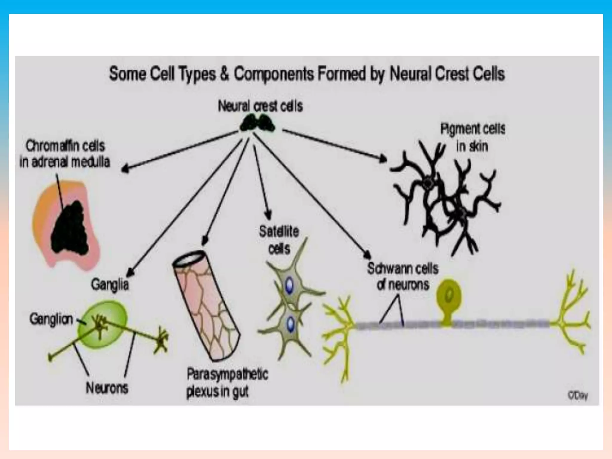 Organogenesis sistem saraf//perkembangan hewan | PPTX