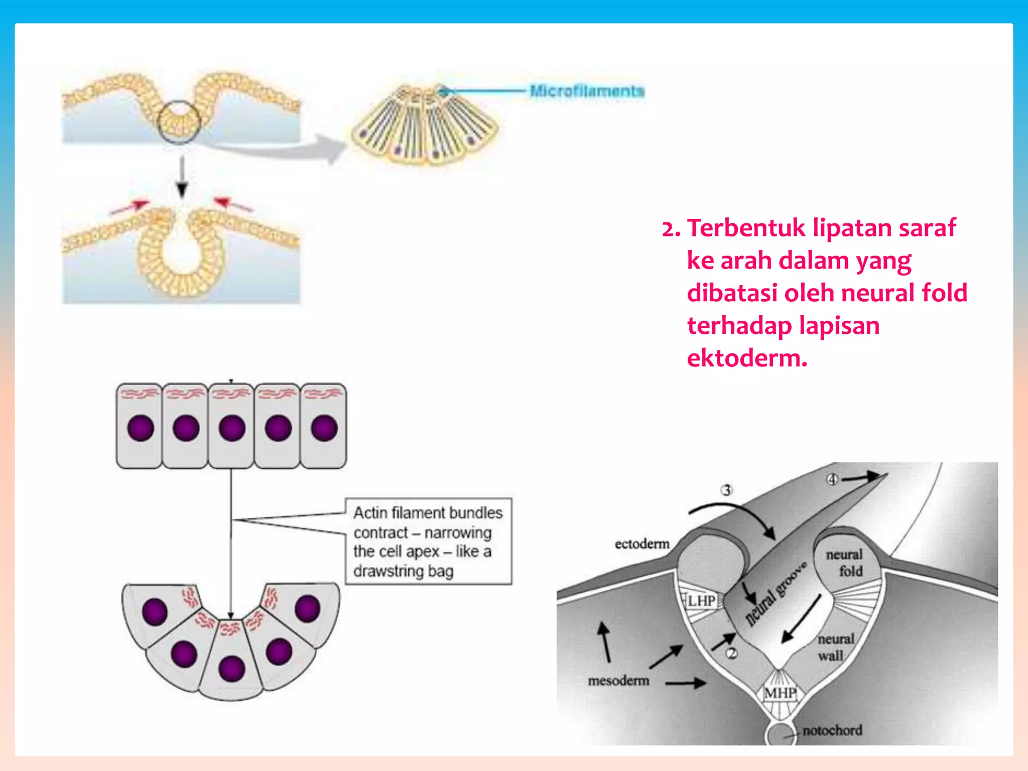 Organogenesis sistem saraf//perkembangan hewan | PPTX