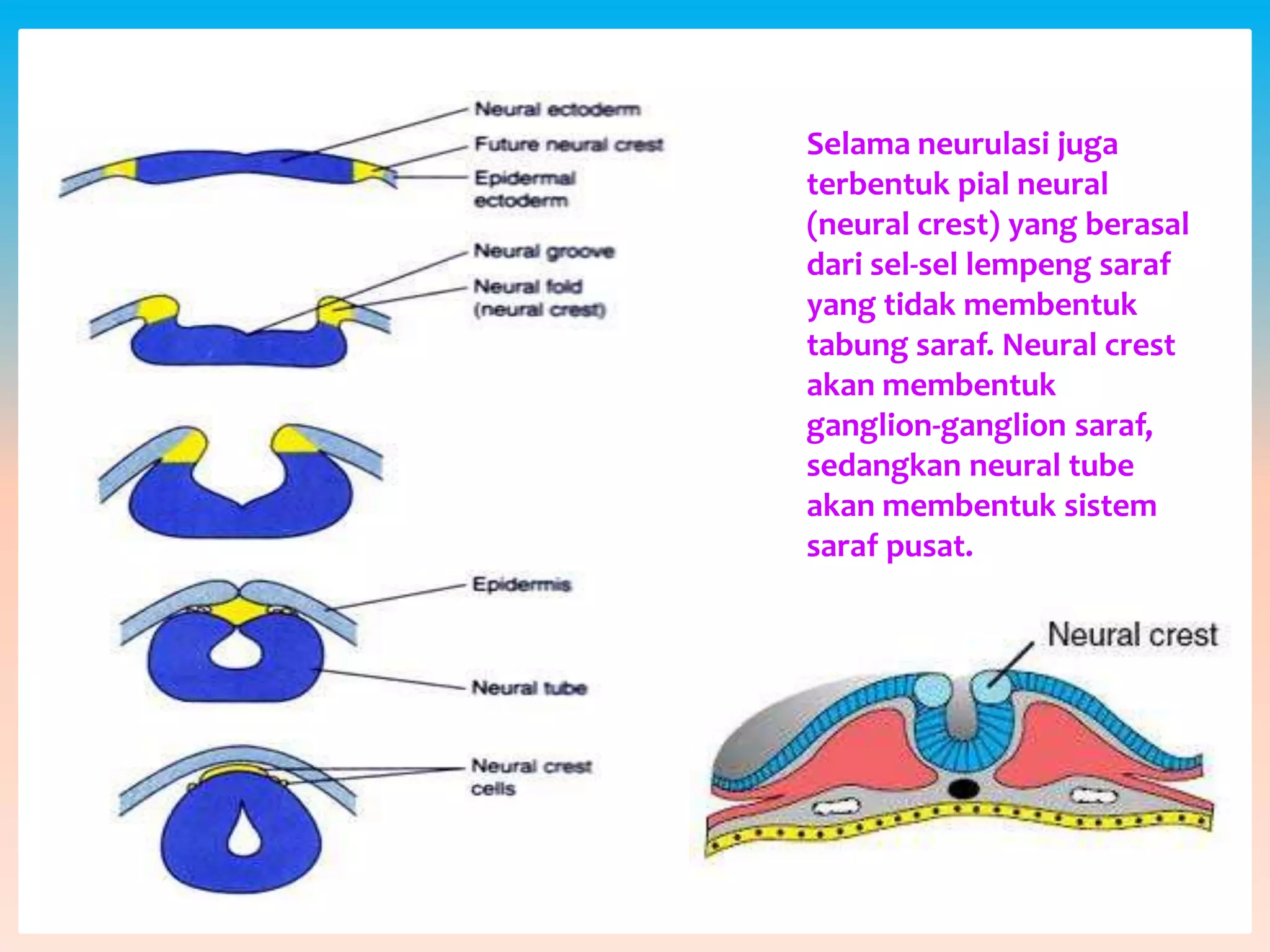 Organogenesis sistem saraf//perkembangan hewan | PPTX