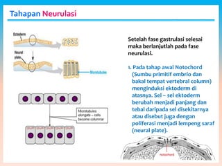 Organogenesis sistem saraf//perkembangan hewan | PPTX