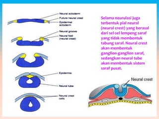 Organogenesis sistem saraf//perkembangan hewan | PPTX