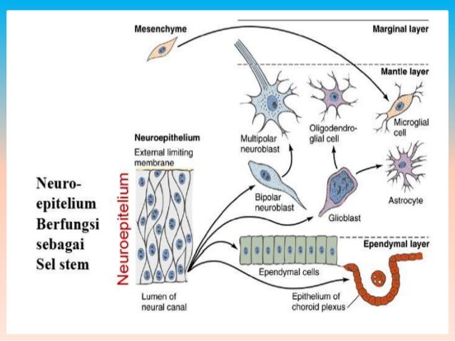 Organogenesis sistem saraf//perkembangan hewan