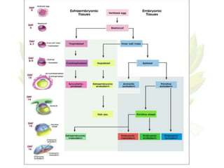 organogenesistossif-131119105135-phpapp02.pdf