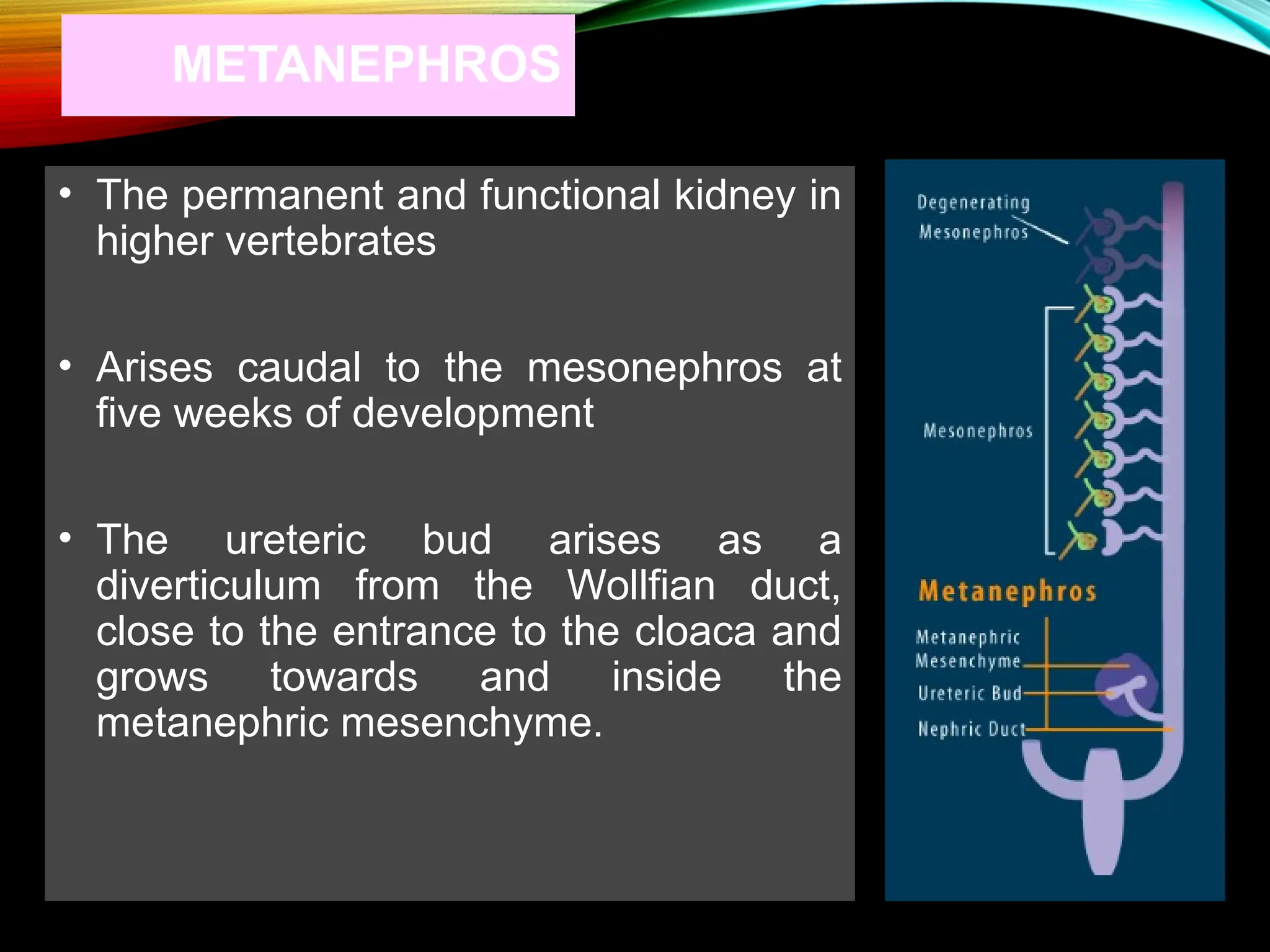 Organogenesis Urogenital Biologi Unair ppt | PPTX