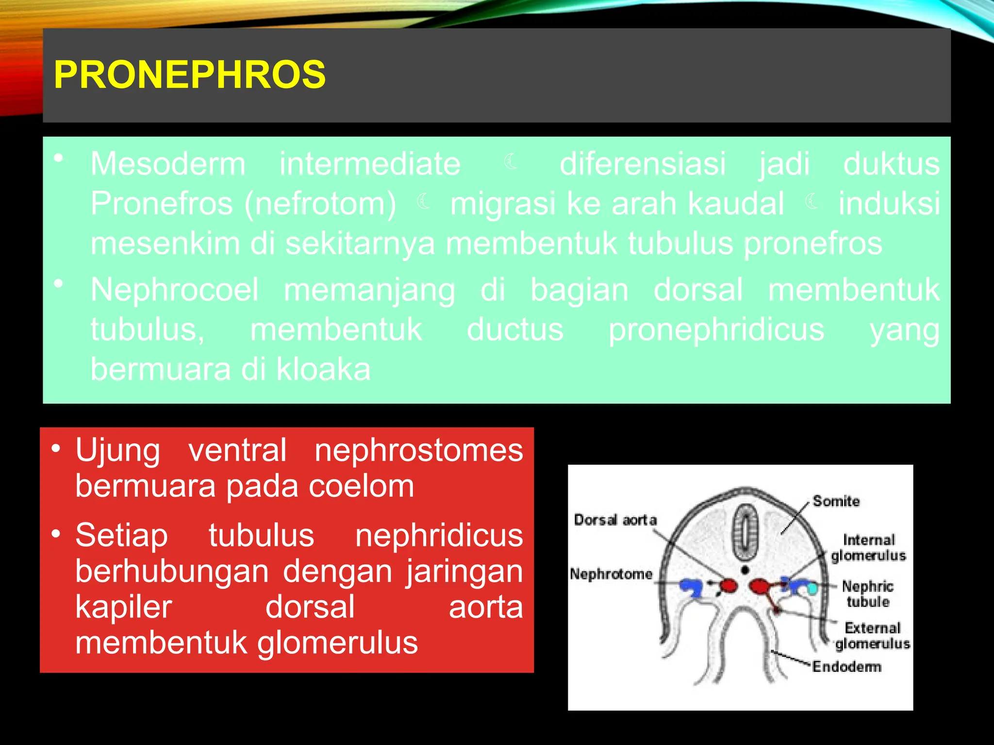 Organogenesis Urogenital Biologi Unair ppt | PPTX