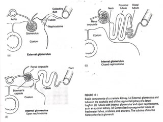 Organogenesis Urogenital Biologi Unair ppt | PPTX