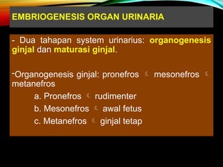Organogenesis Urogenital Biologi Unair ppt | PPTX