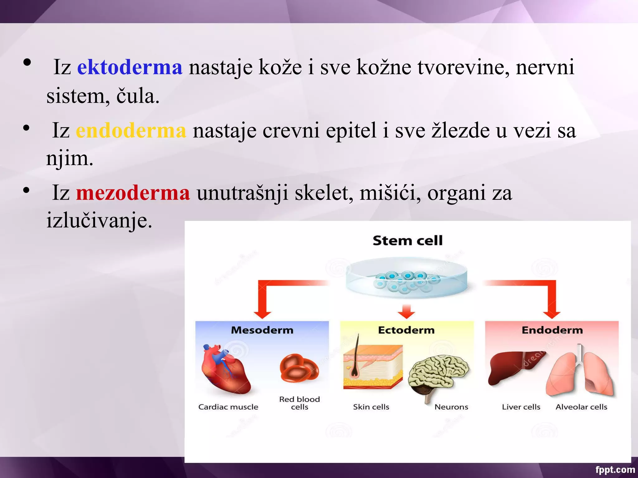 Organogeneza | PPT