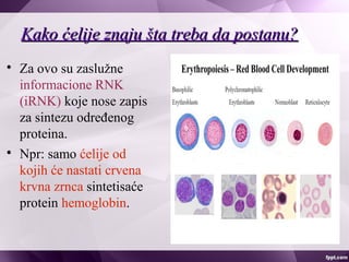 Organogeneza | PPT