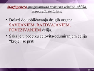 Organogeneza | PPT