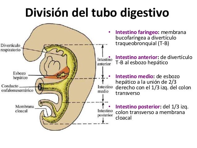 Digestivo Imagenes Del Intestino
