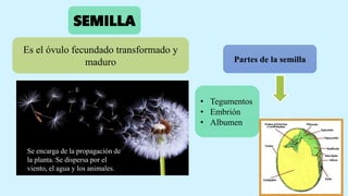 Organografía vegetal | PPTX