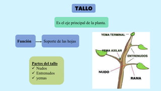 Organografía vegetal | PPTX