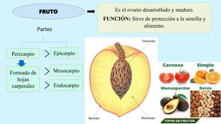 Organografía vegetal | PPTX