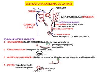 ORGANOGRAFÍA VEGETAL COMPLETO.pptx...... | PPTX