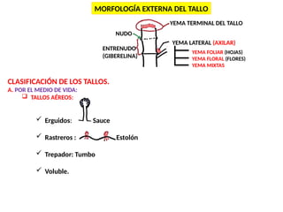 ORGANOGRAFÍA VEGETAL COMPLETO.pptx...... | PPTX