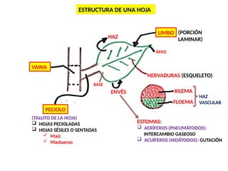 ORGANOGRAFÍA VEGETAL COMPLETO.pptx...... | PPTX