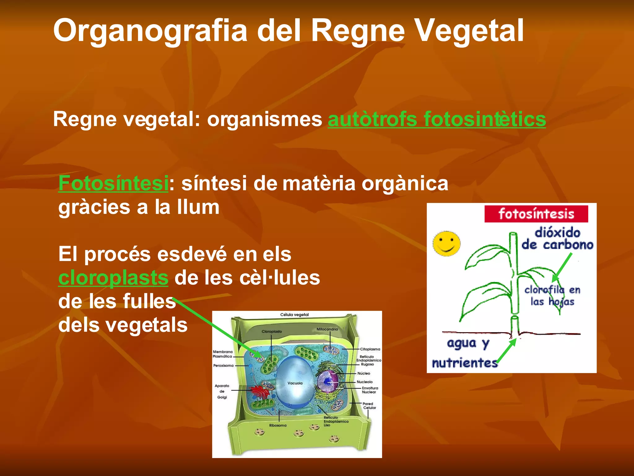 Organografia vegetal | PPT