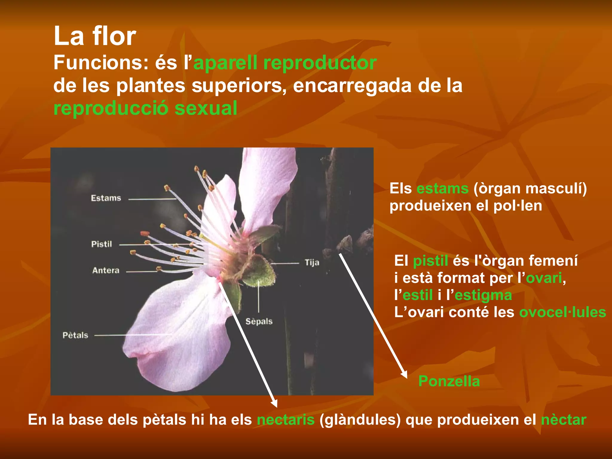 Organografia vegetal | PPT