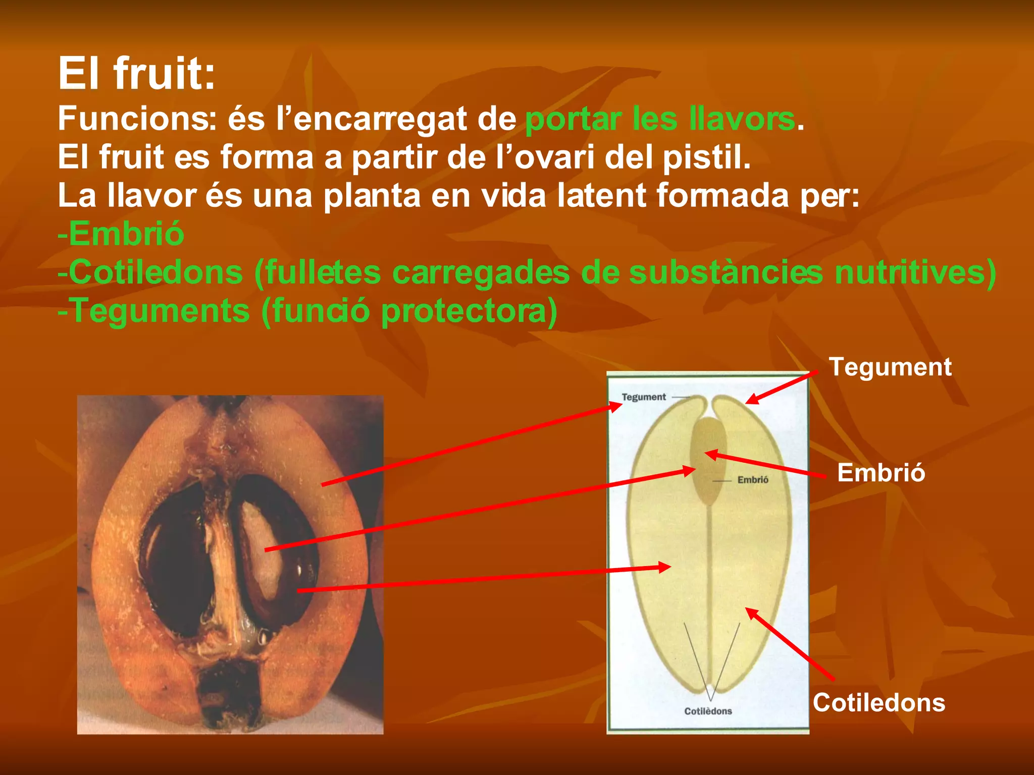 Organografia vegetal | PPT