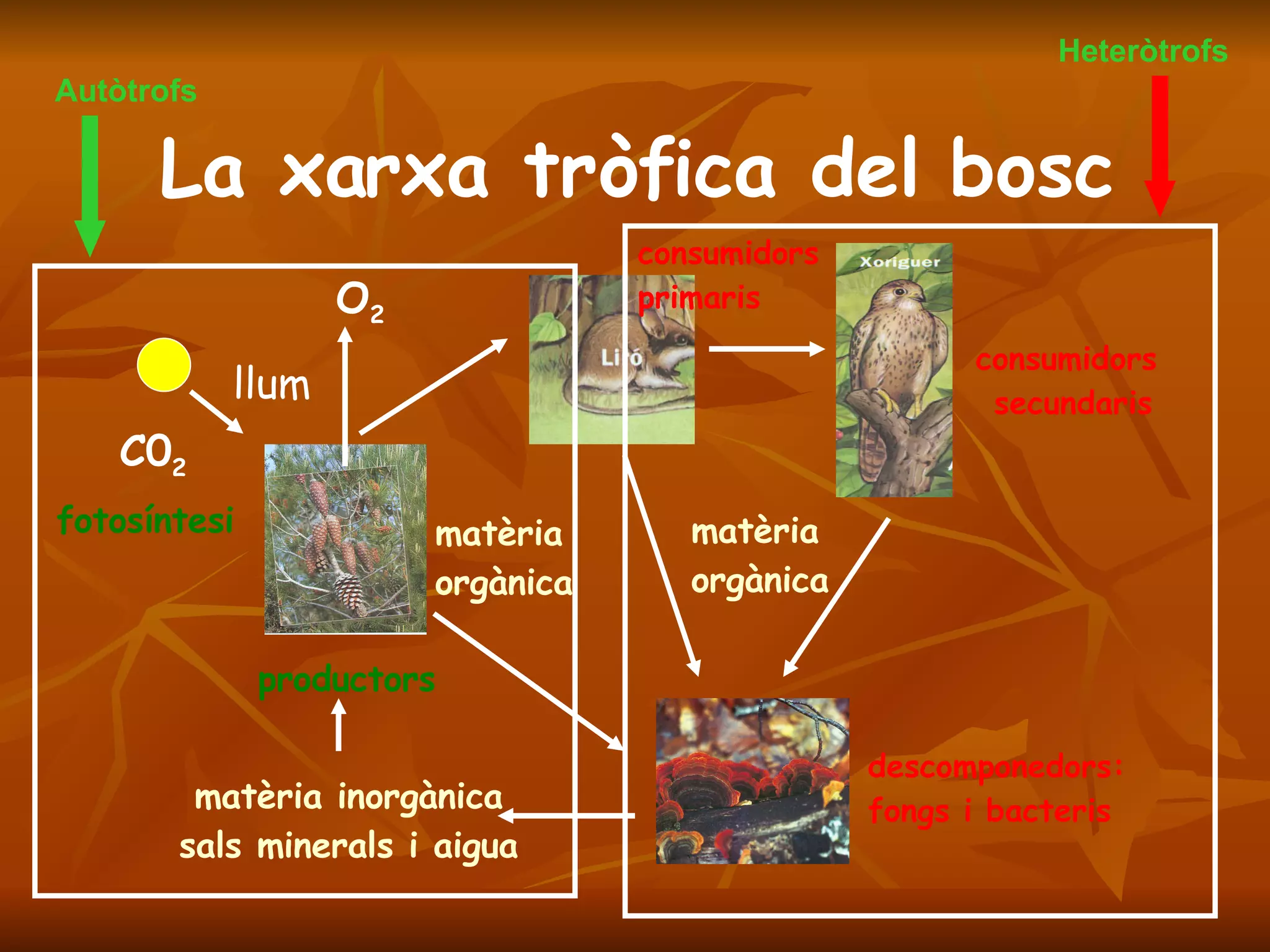 Organografia vegetal | PPT
