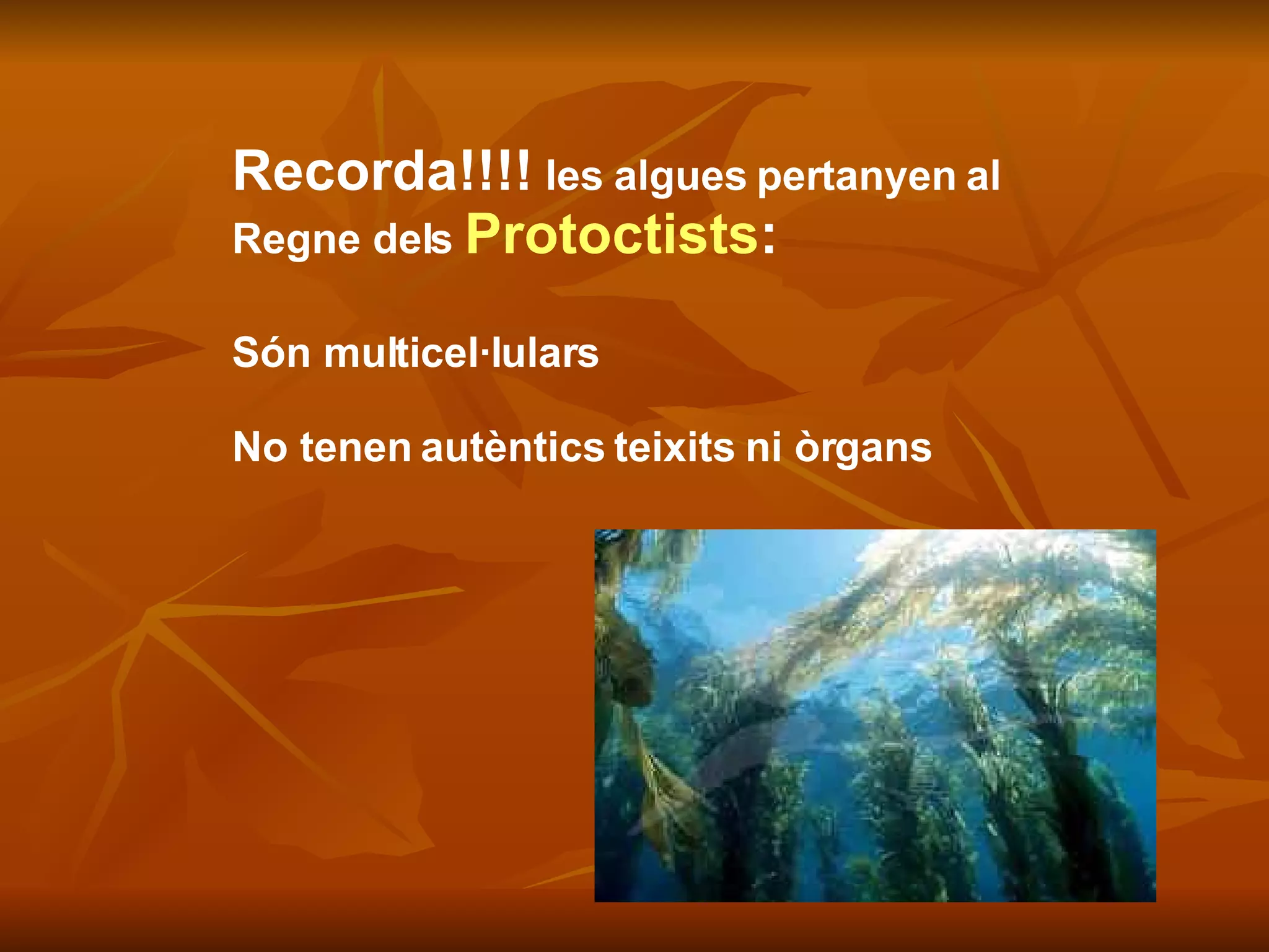 Organografia vegetal | PPT