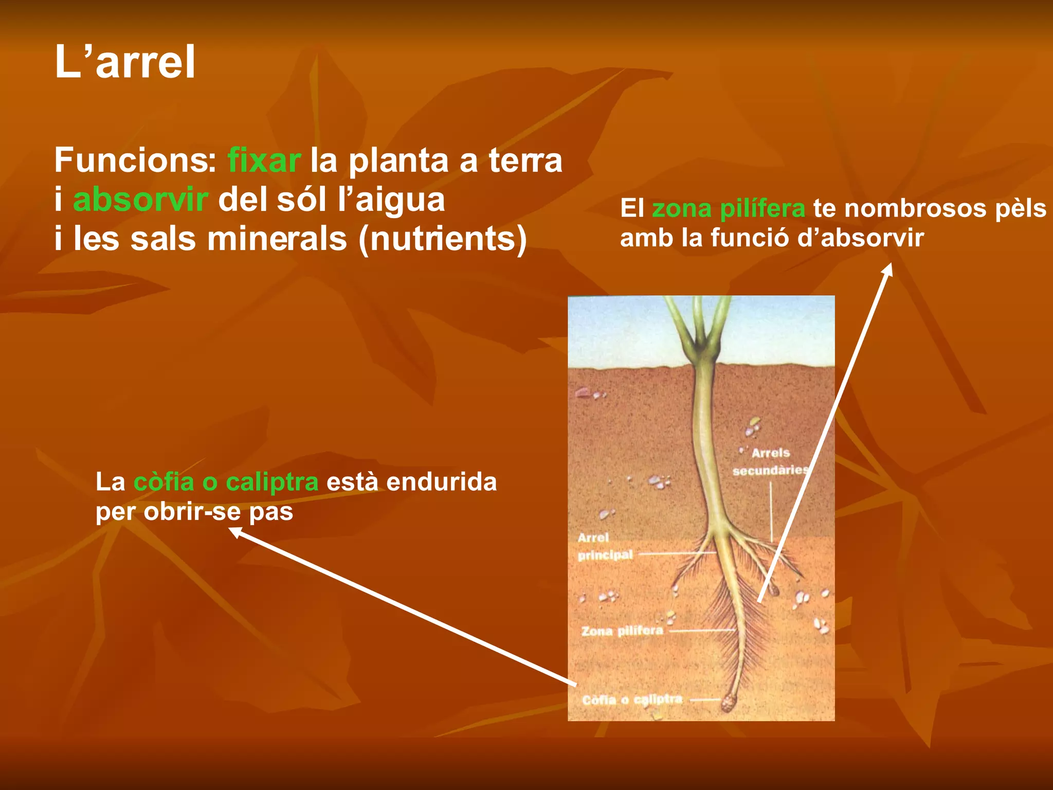 Organografia vegetal | PPT