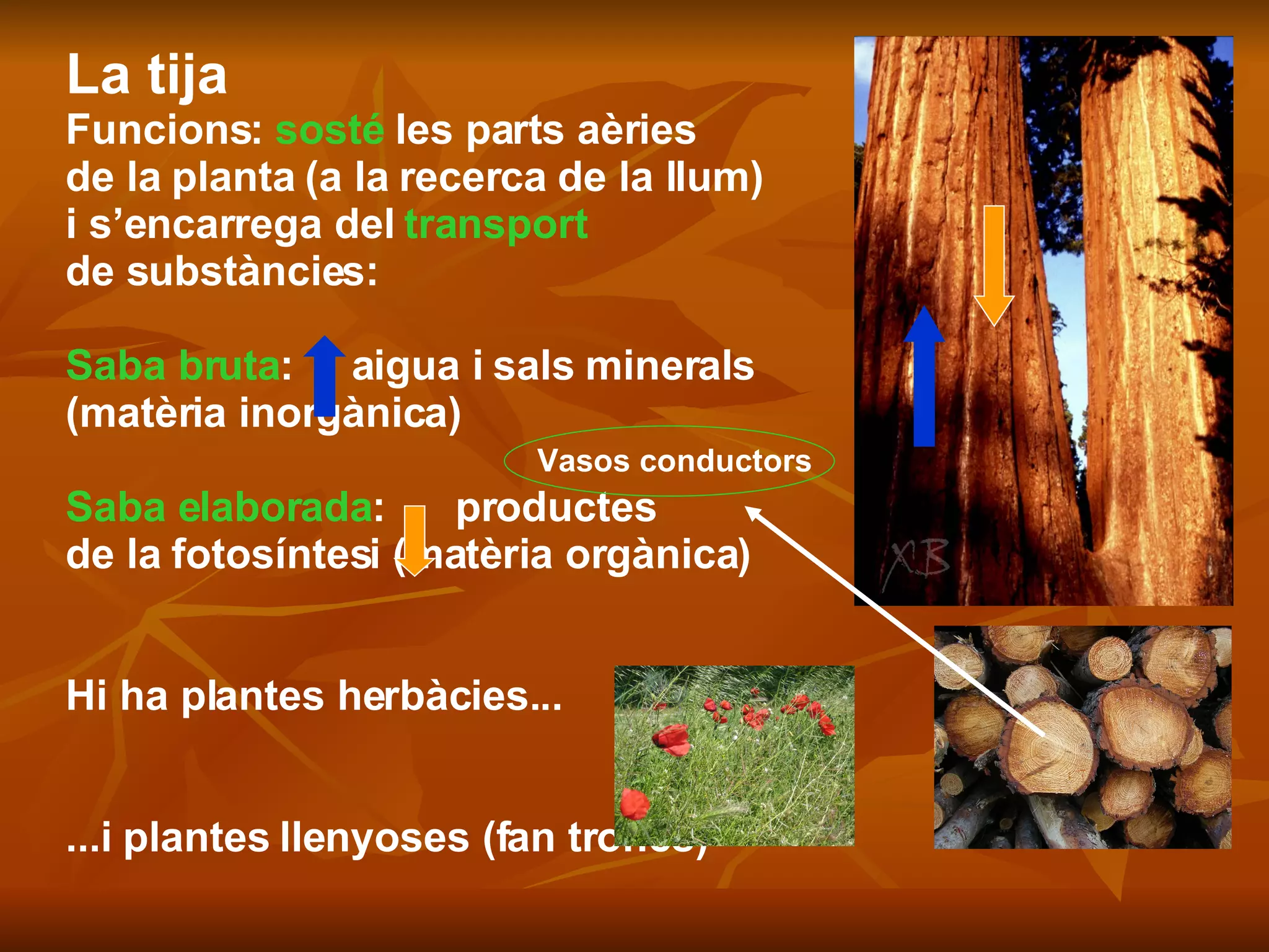 Organografia vegetal | PPT