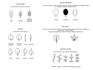 Organografia vegetal | PPT