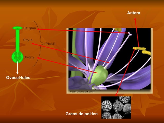 Organografia vegetal | PPT