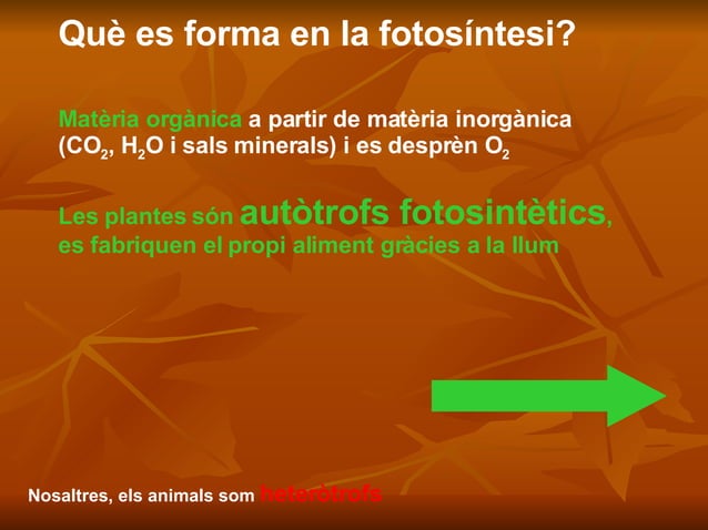 Organografia vegetal | PPT