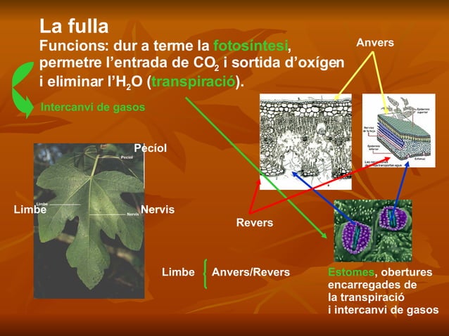 Organografia vegetal | PPT