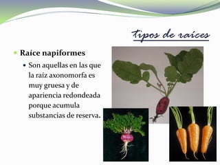 Organografia 01 la raiz | PDF