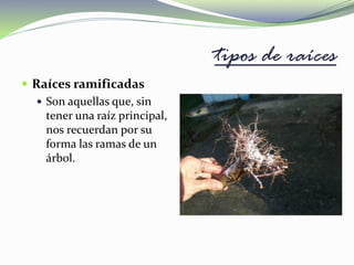 Organografia 01 la raiz | PDF | Biological Sciences | Science