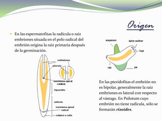 Organografia 01 la raiz | PDF