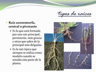 Organografia 01 la raiz | PDF