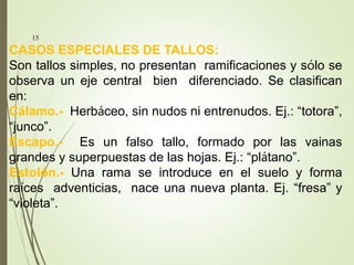 ORGANOGRAFIA 4.ppt
