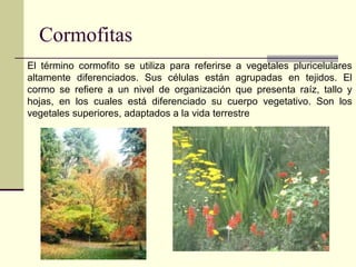Organografia vegetal | PPT