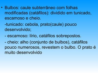 Organografia vegetal | PPT