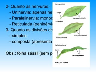 Organografia vegetal | PPT