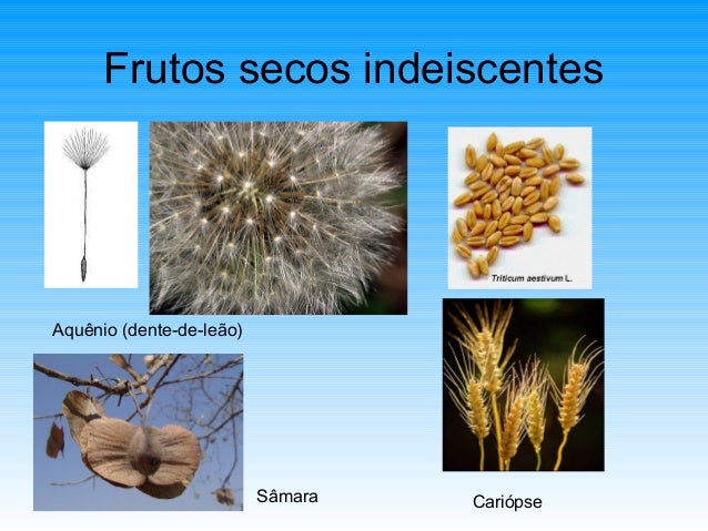 Organografia vegetal