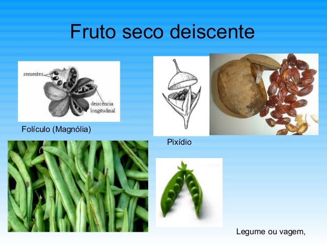 Organografia vegetal