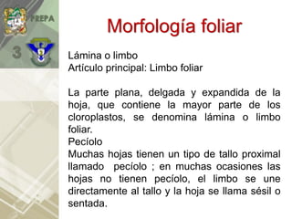 Organografia vegetal | PDF