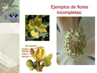 Organografia vegetal | PDF