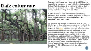 Organografia vegetal | PPTX