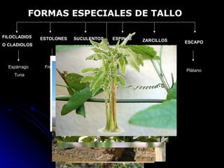 Organografía de los vegetales diapositivas.ppt