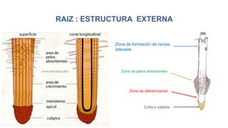 ORGANOGRAFIAVEGETALRAIZORIGENTEJIDOSPRIMARIOS (1).ppt