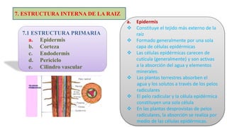 ORGANOGRAFIAVEGETALRAIZORIGENTEJIDOSPRIMARIOS (1).ppt