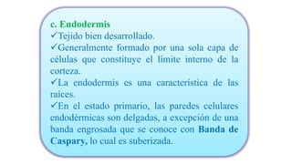 ORGANOGRAFIAVEGETALRAIZORIGENTEJIDOSPRIMARIOS (1).ppt