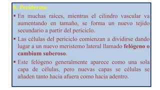 ORGANOGRAFIAVEGETALRAIZORIGENTEJIDOSPRIMARIOS (1).ppt